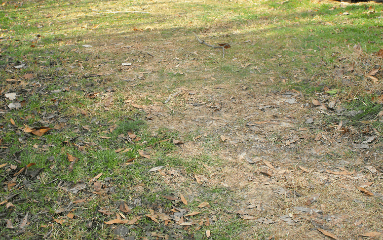 Winter Lawn Tips